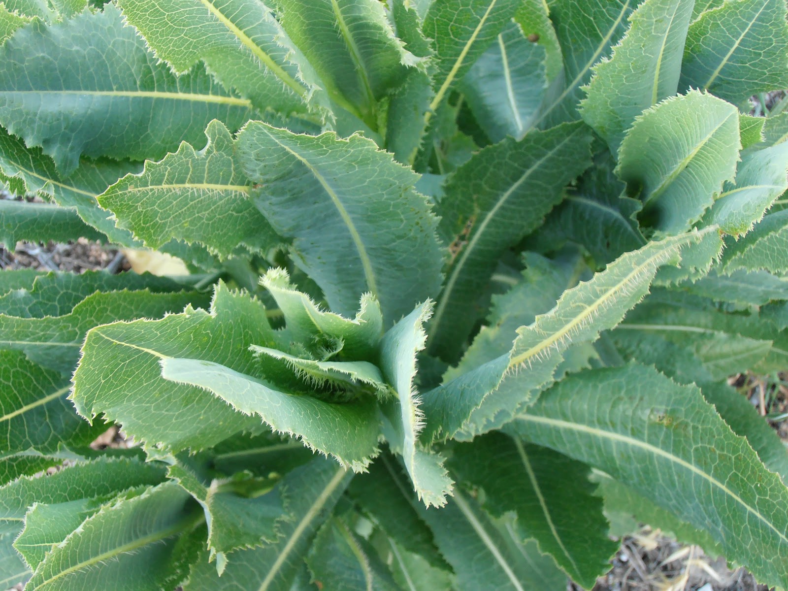 LECHUGA SILVESTRE: Lactuca serriola | Plantas rioMoros