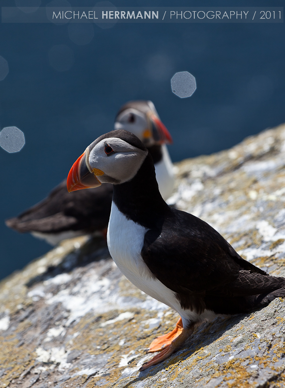 Landscape Photography in Kerry, Ireland: Skellig Birds, part five.