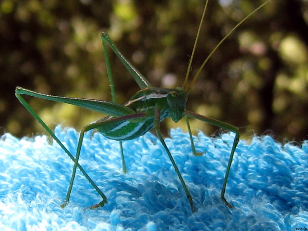 JAVI27: ¿Qué bicho es?