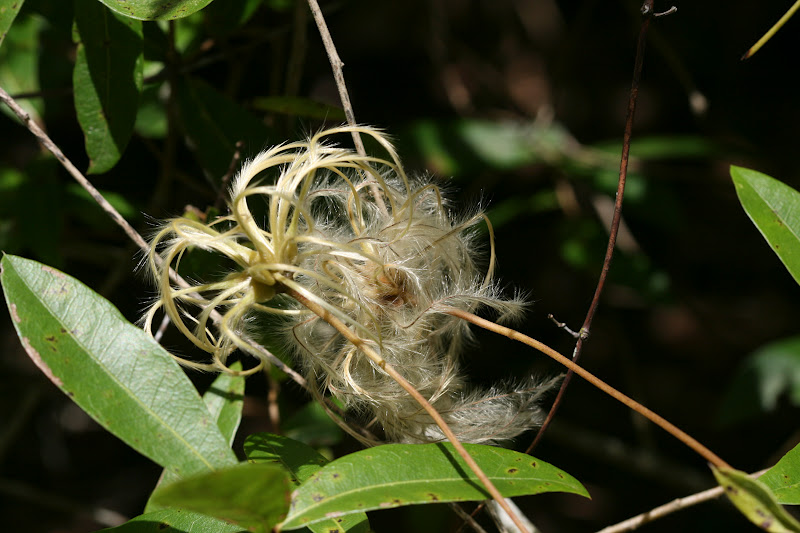 Native Florida Wildflowers: Netleaf Leather-Flower - Clematis reticulata