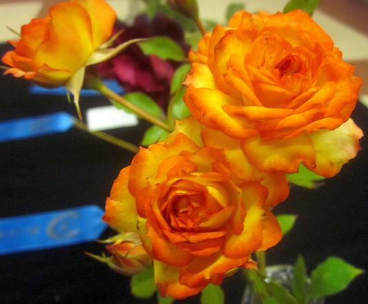 Paideia: Friday Flowers: Rainbow's End