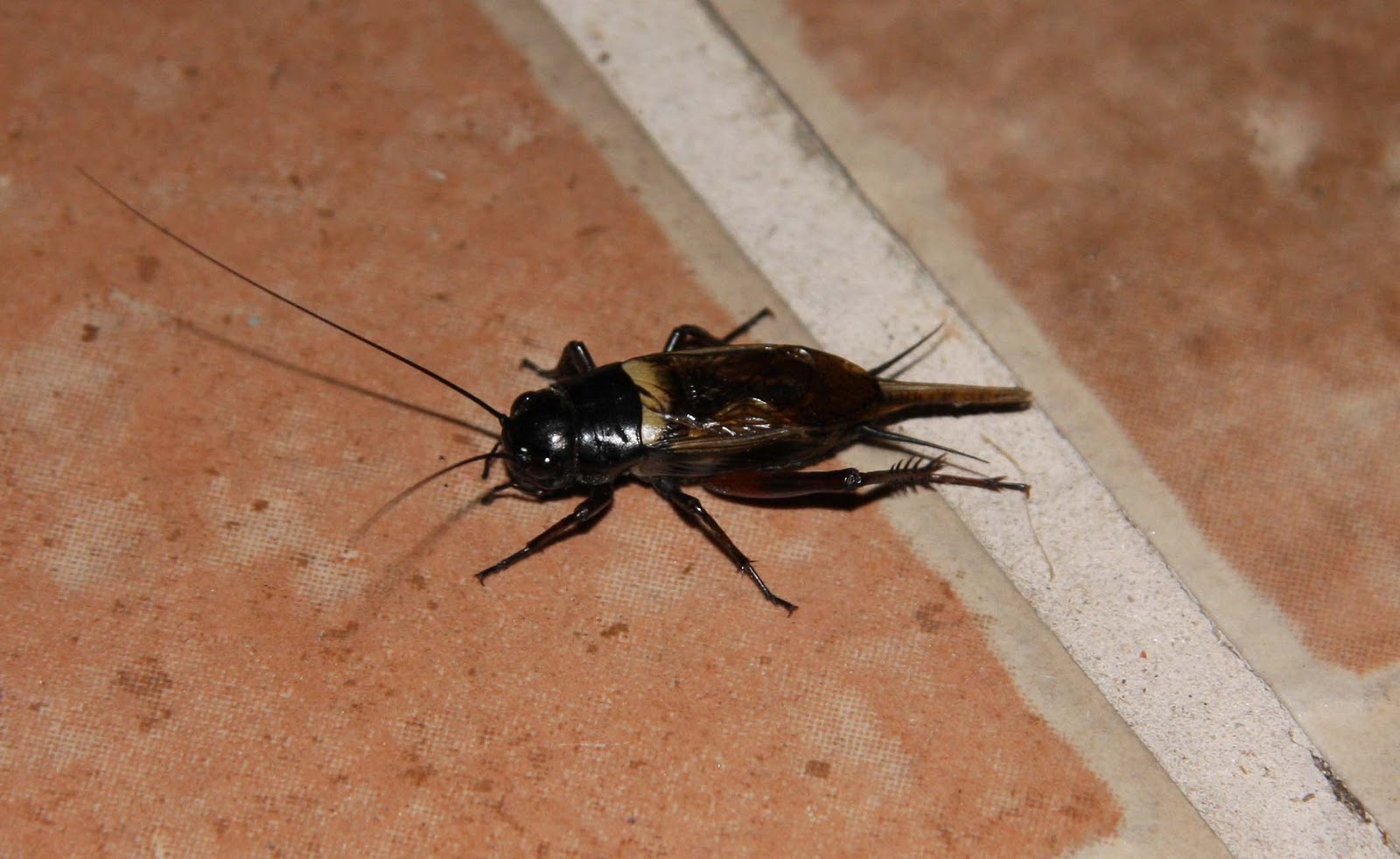 ___A la sombra de Corylus: febrero 2012