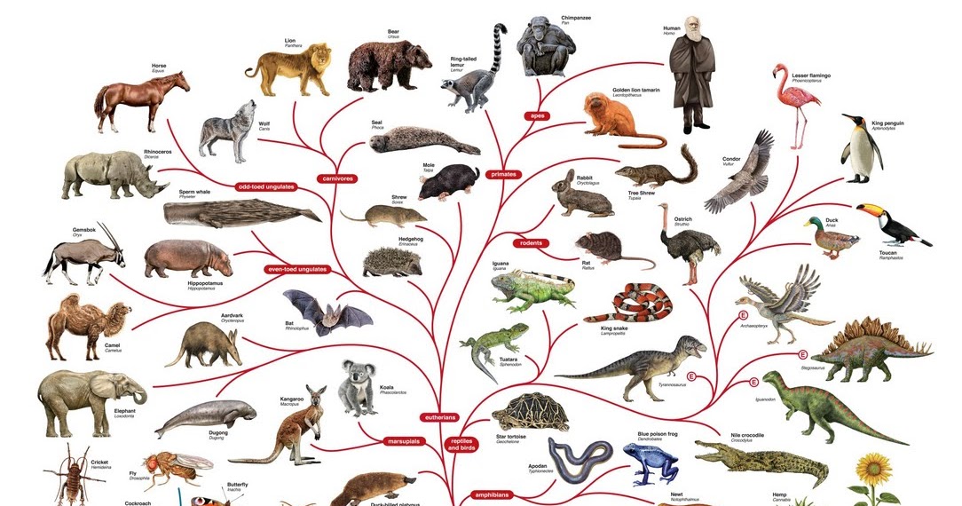 Tree Enlightenment: Darwin for you (Y7)