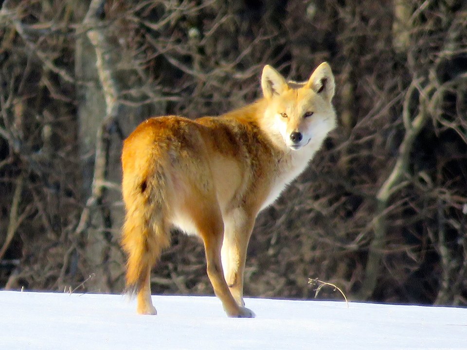 Nature Notes: 2 Bald Eagles and a Coyote