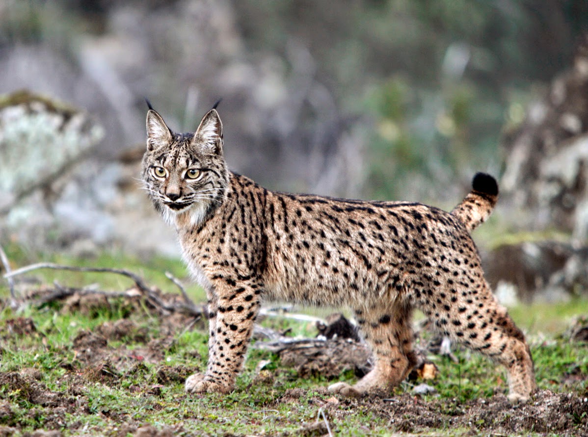 Le lynx pardelle: Classification et description