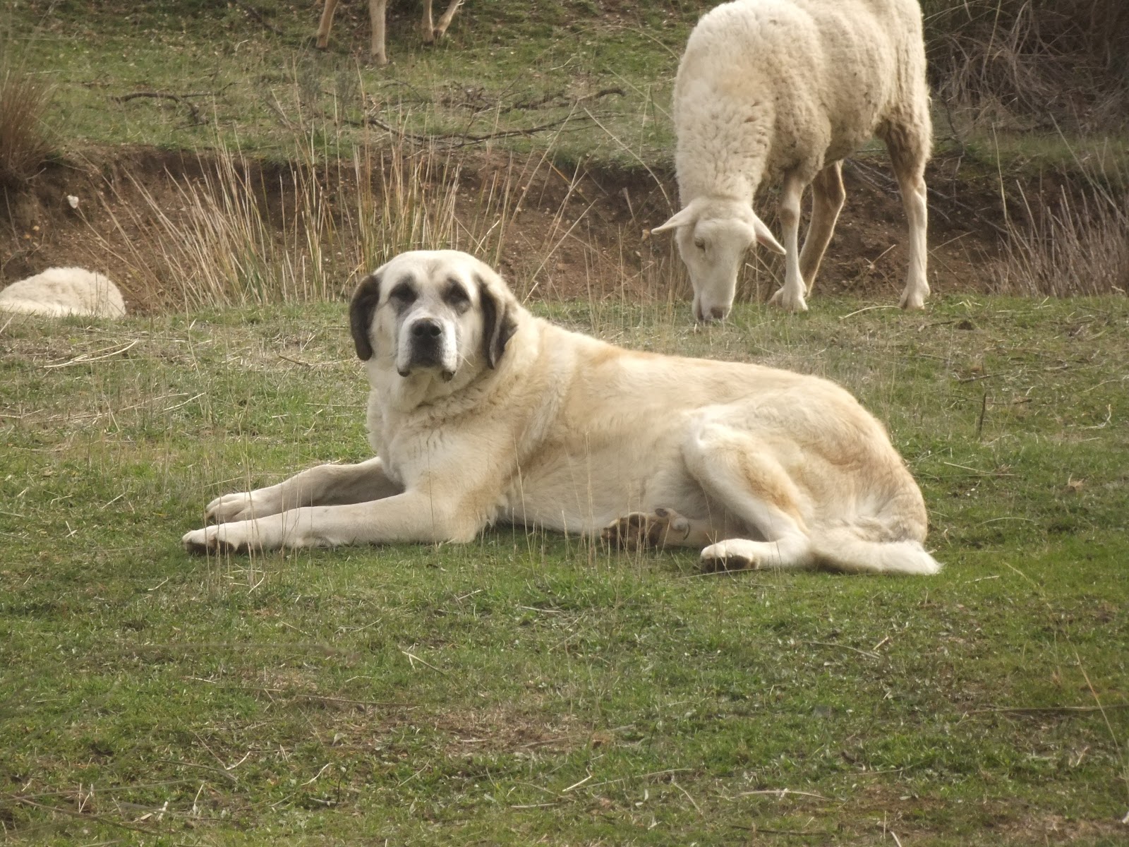 El Mastín Español de Campo y Trabajo: Camada de los mastines del tio de ...