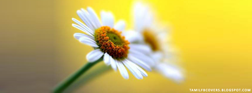 My India FB Covers: White daisy flower - Flower FB Cover