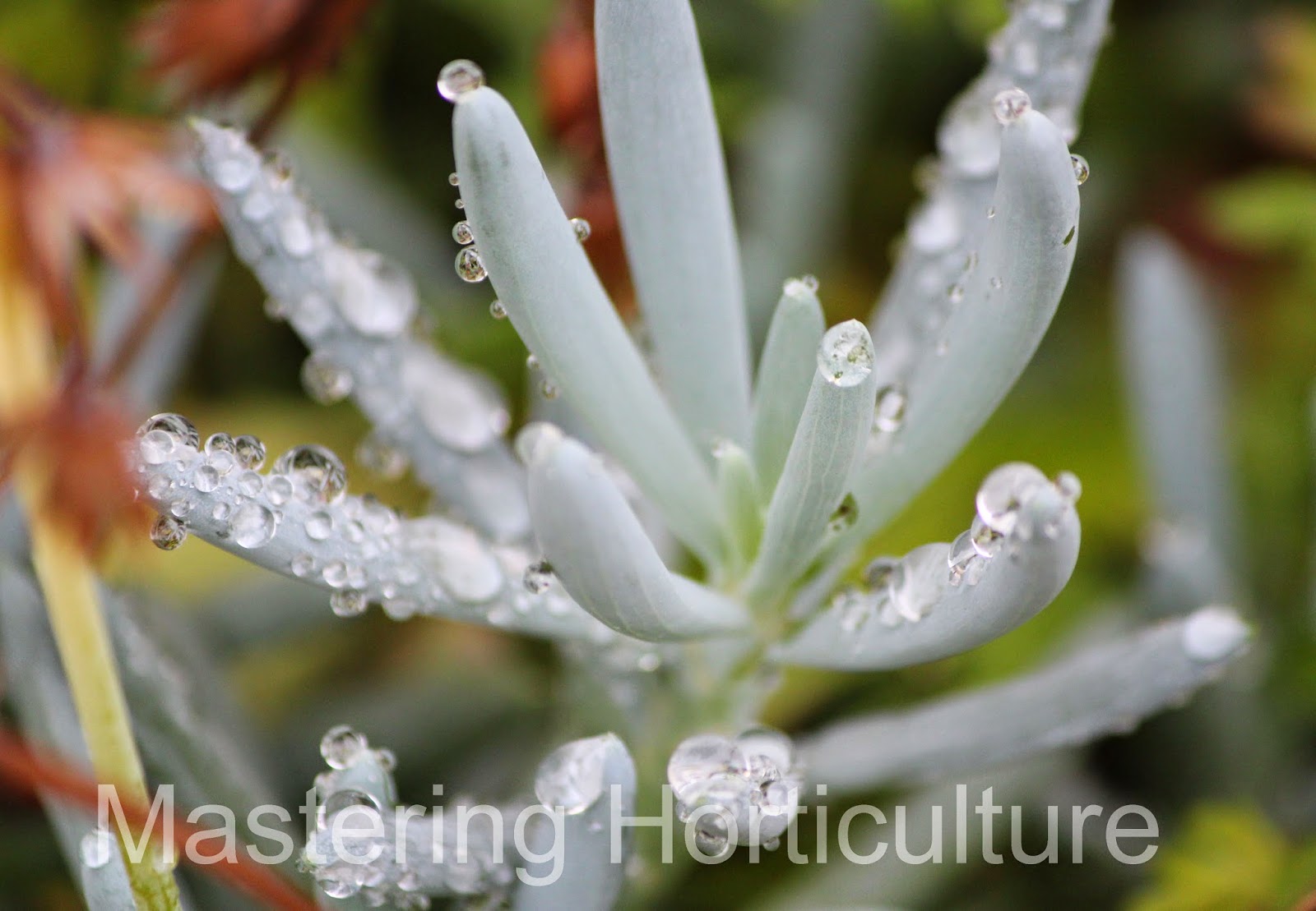 Mastering Horticulture: Guttation in Succulents