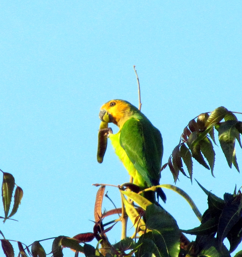 Hiking Curaçao - Flora and Fauna: Prikichi - Brown-throated parakeet ...
