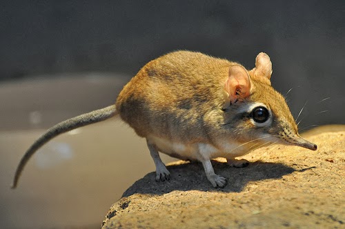 Depois Falamos: Musaranho