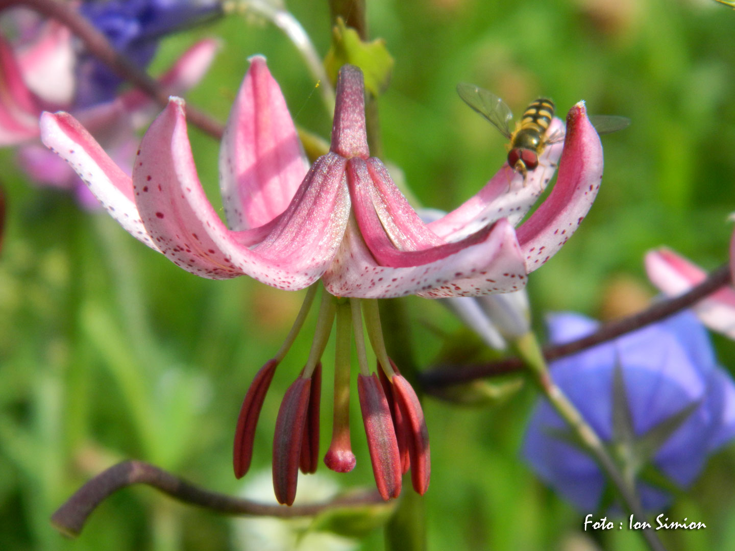De vorba cu mine însumi: Crinul de padure