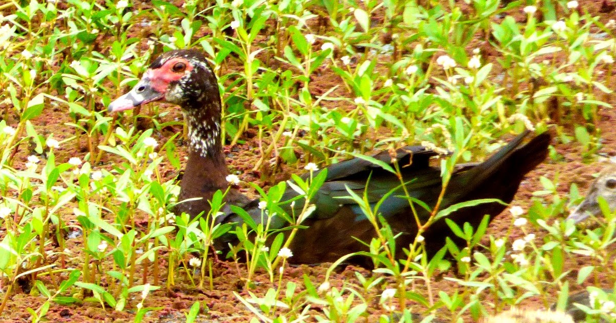 Aves del NOA y algo mas..: Pato criollo(Cairina moschata)