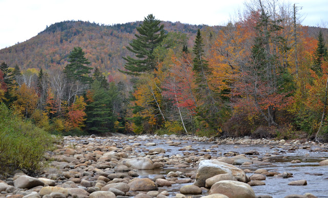 Woods Walks and Wildlife: Real New England
