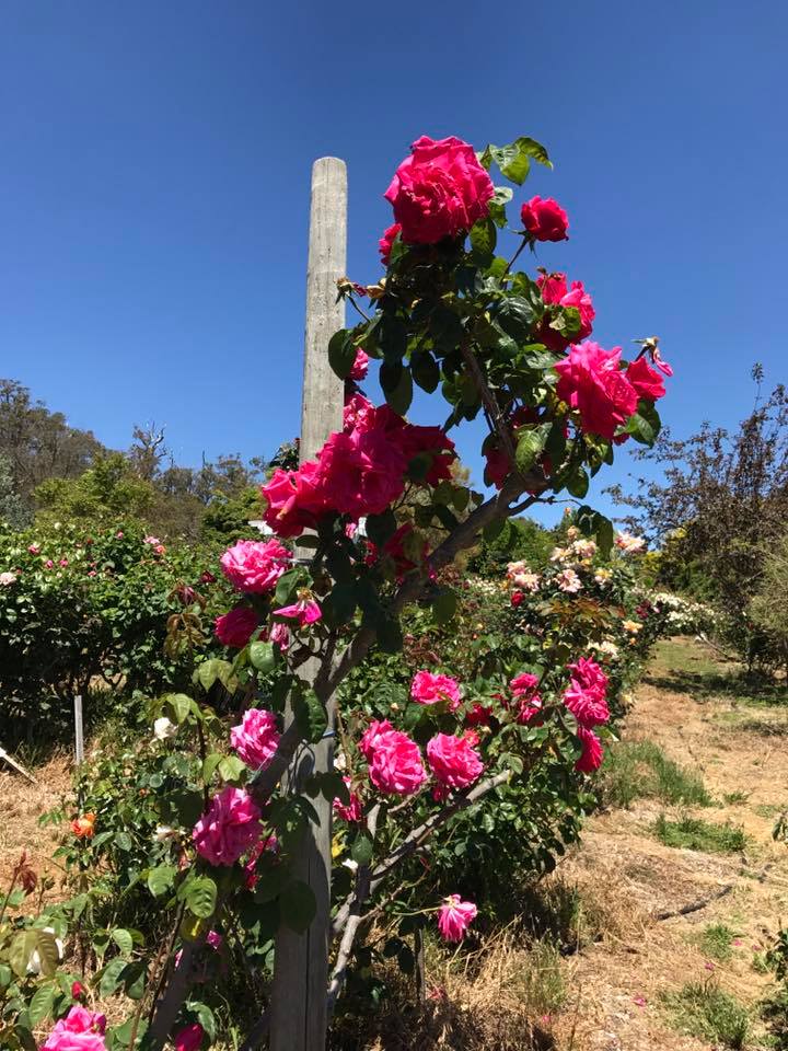 umiyumi2 : our life in perth, WA: Mostly Roses Nursery - Donnybrook, WA