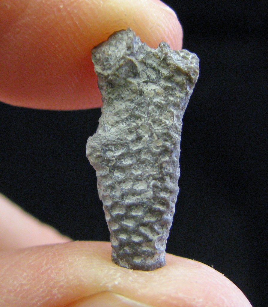 Views of the Mahantango: Cladopora roemeri coral from the Windom shale