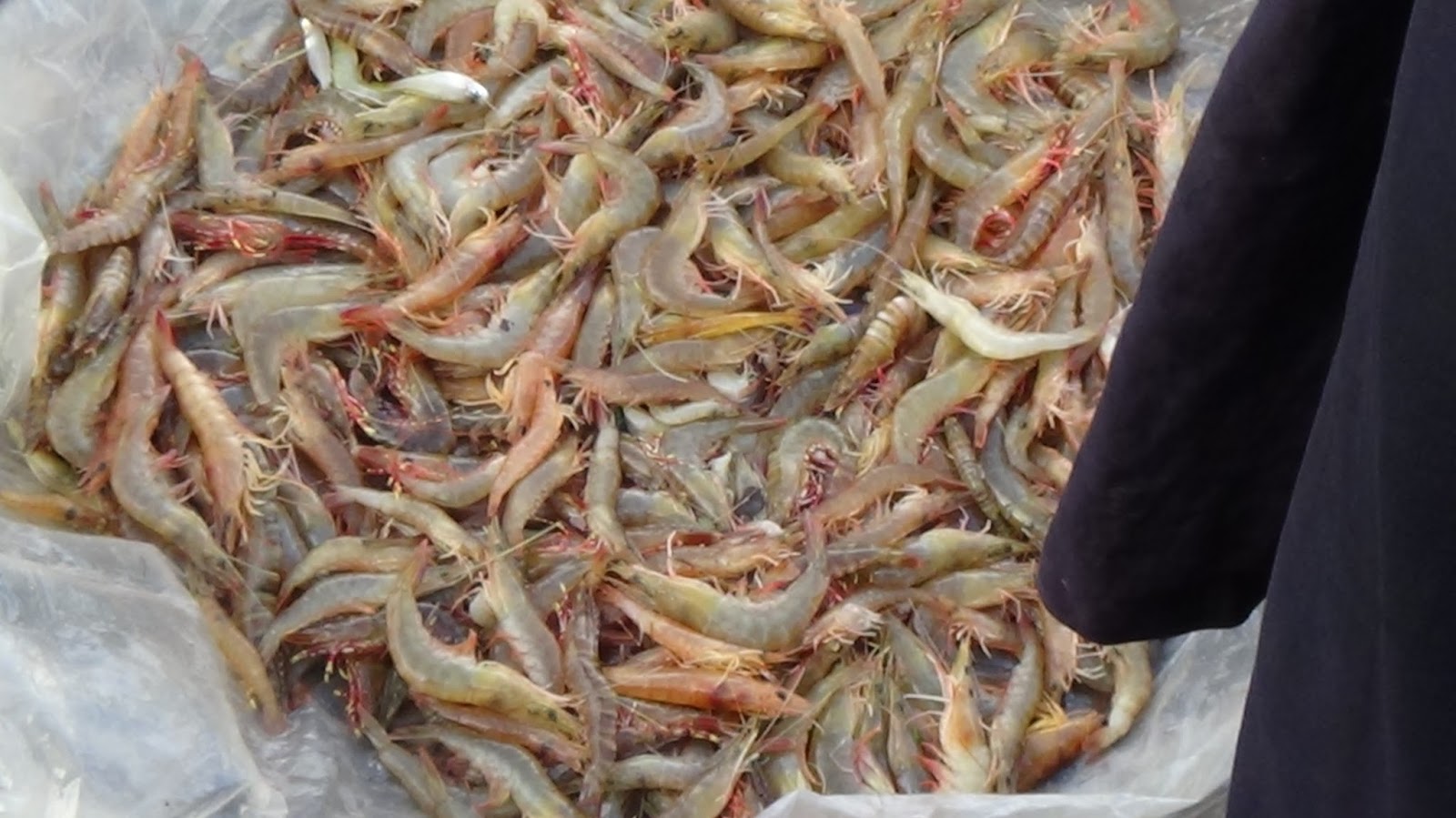 NEGOMBO SEAFOODS: PROWNS