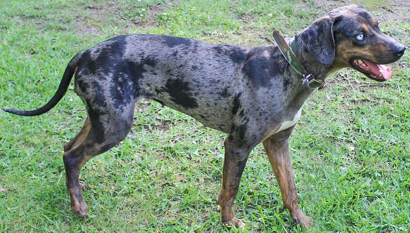 Roots From The Bayou: Catahoula Hog Dog