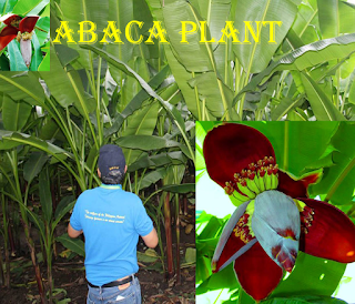 what is abaca plant