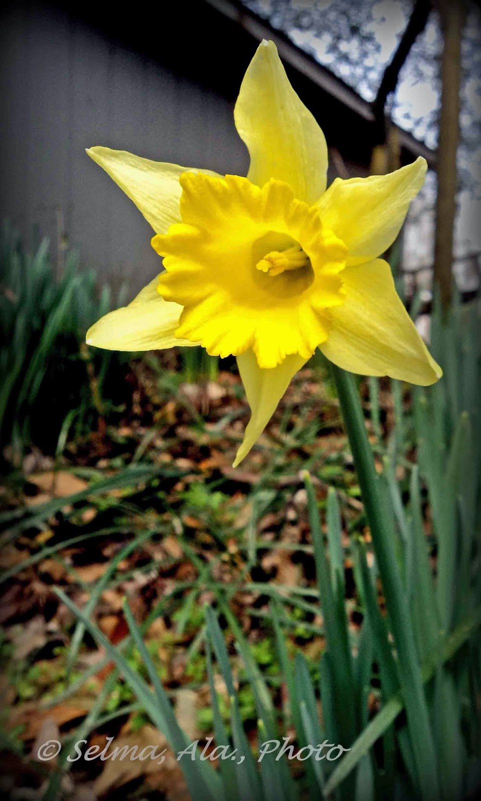 Selma, Ala. Daily Photo: First Daffodil