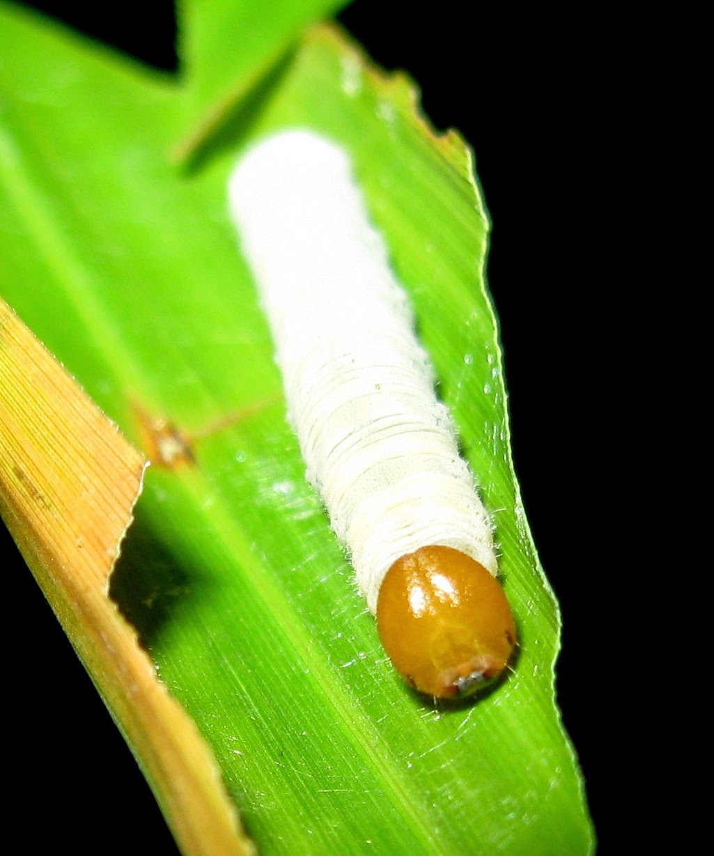 Nature Of Srilanka: Common Red Eye (Matapa aria) - රතැසියා
