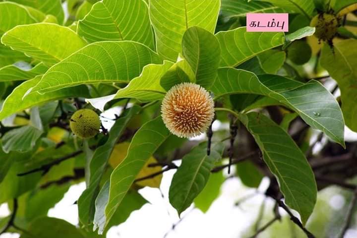 Trees- Banyan, Arasan, Bamboo, Jack, Nochi, Karuvel, Kodukka, Tamrid, neem