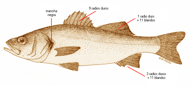 Especies marinas de interes bromatologico: Dicentrarchus labrax ...
