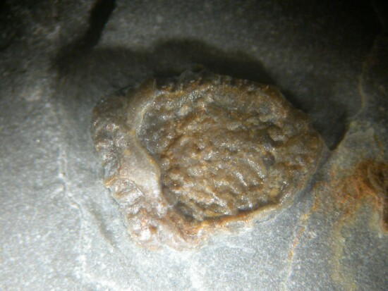 Variety of Life: Echinodermata