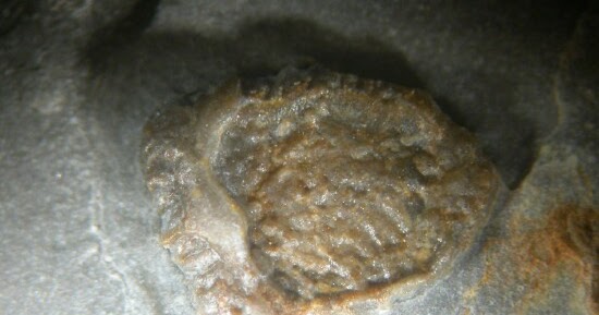 Variety of Life: Echinodermata