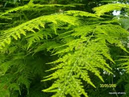 BUNGA: NAMA dan ARTI BUNGA dari A - Z