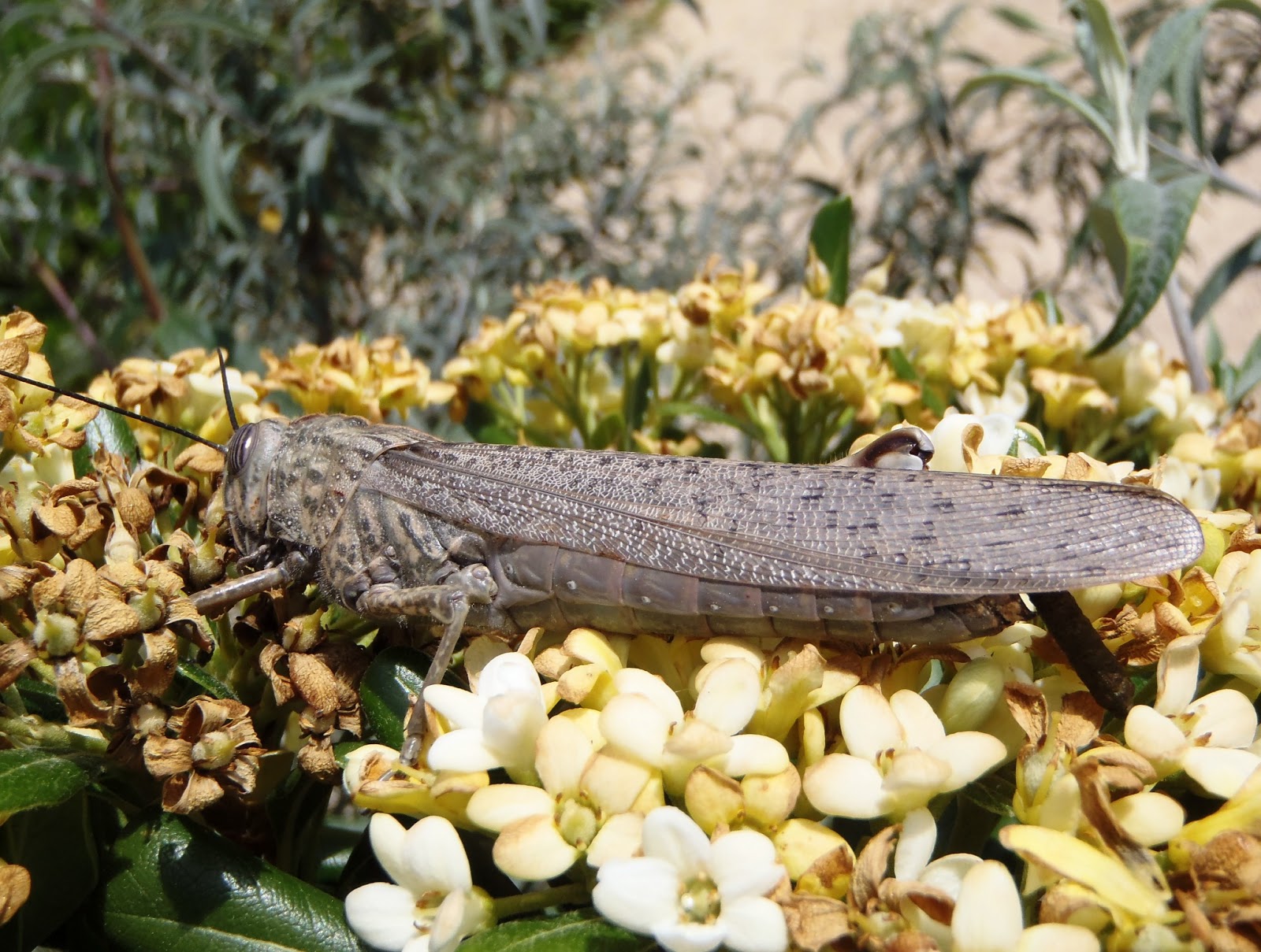 Valencia: Jardines del Río Turia : Fauna