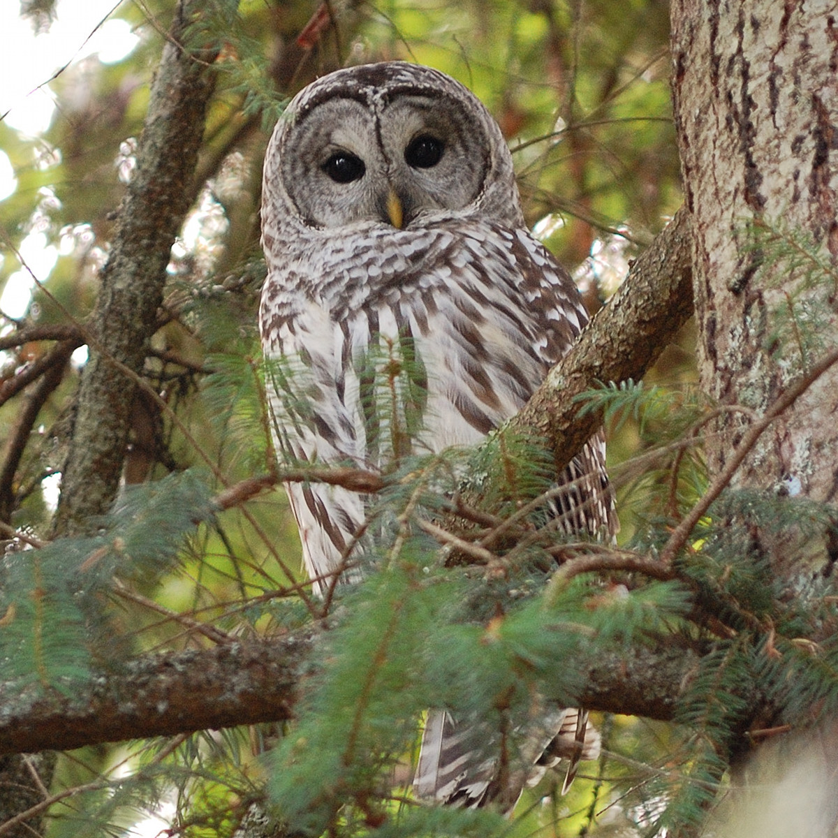 Shoreline Area News: For the Birds: Barred Owl- fierce protector of its ...