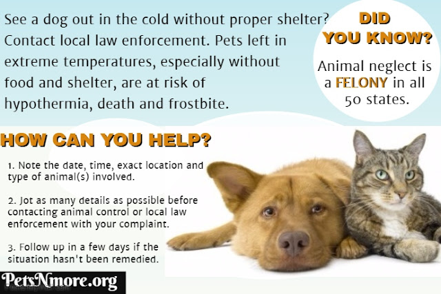 Pets N More: How To Protect Your Pet During Winter and Cold Weather