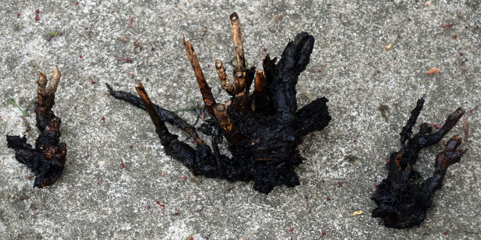 Southern Peony: 2020 Intersectional Peony 'Callie's Memory' Dies of ...