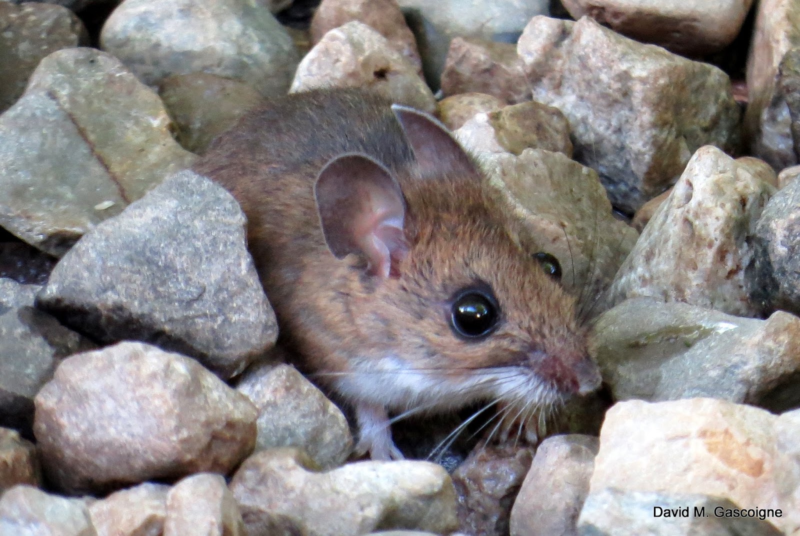 travels-with-birds-deer-mouse-souris-sylvestre-in-my-backyard