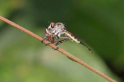 Robber Fly