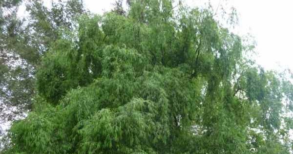 El cuexcomate: Árboles sagrados: el sauce