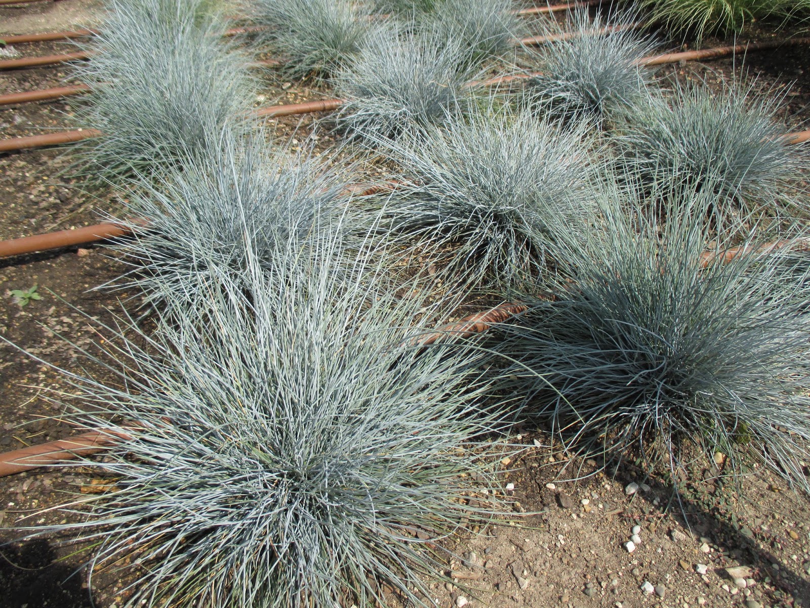 Blue Fescue (Festuca) - Rotary Botanical Gardens
