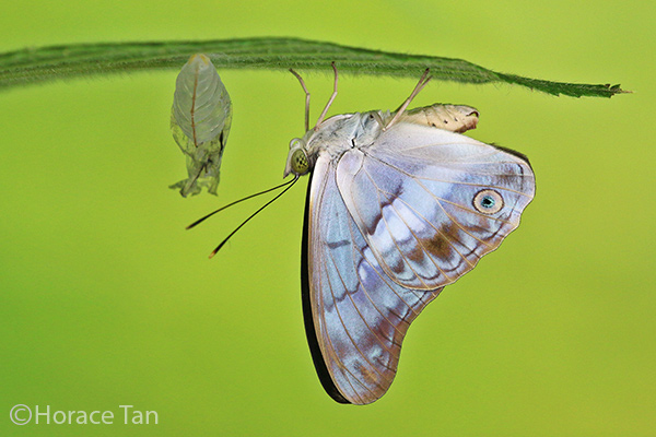 Butterflies of Singapore: Life History of the Purple Duke v2.0