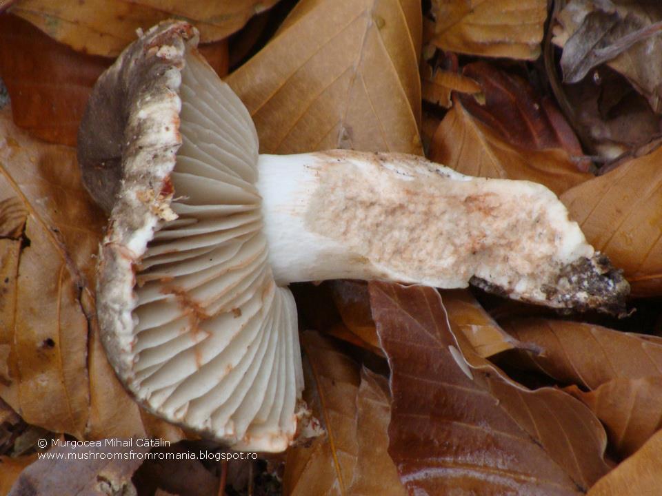 Mushrooms from Romania: Russula adusta