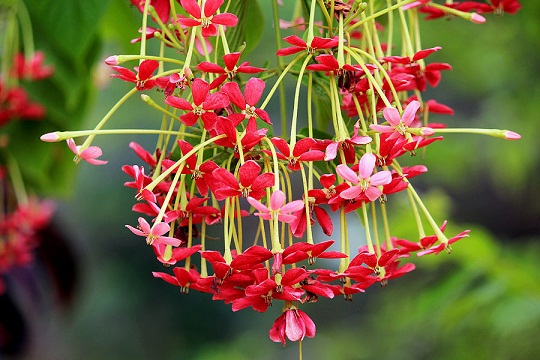 Chines Honeysuckle - Rangoon Creeper - Combretum Indicum - Quisqualis ...