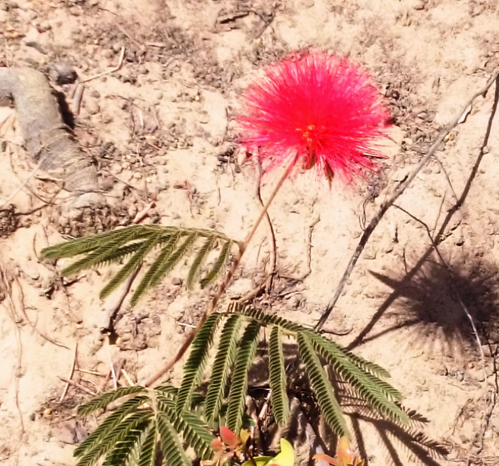 Associação Caliandra - Sustentabilidade no Oeste da Bahia