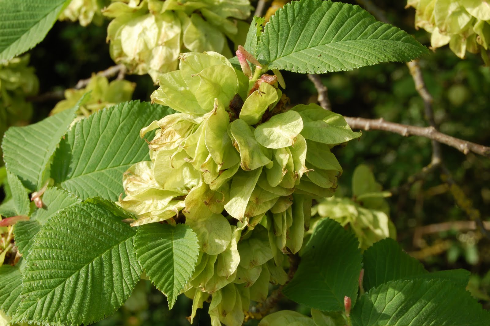 Spirit Whispers: Elm Seeds