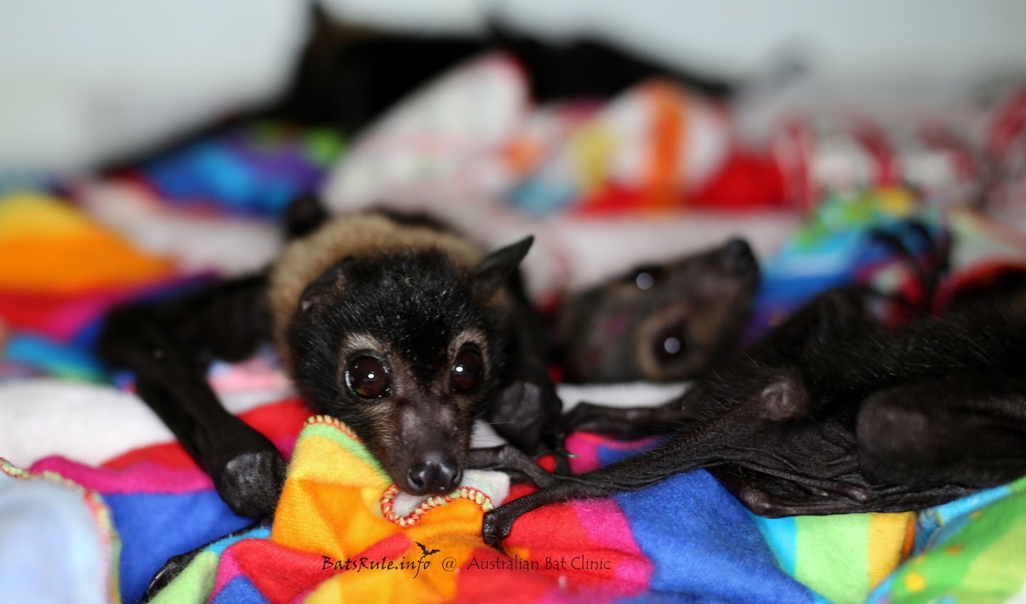 Rehab | Cairns Qld Megabat babies Spectacled in care, Pteropus ...