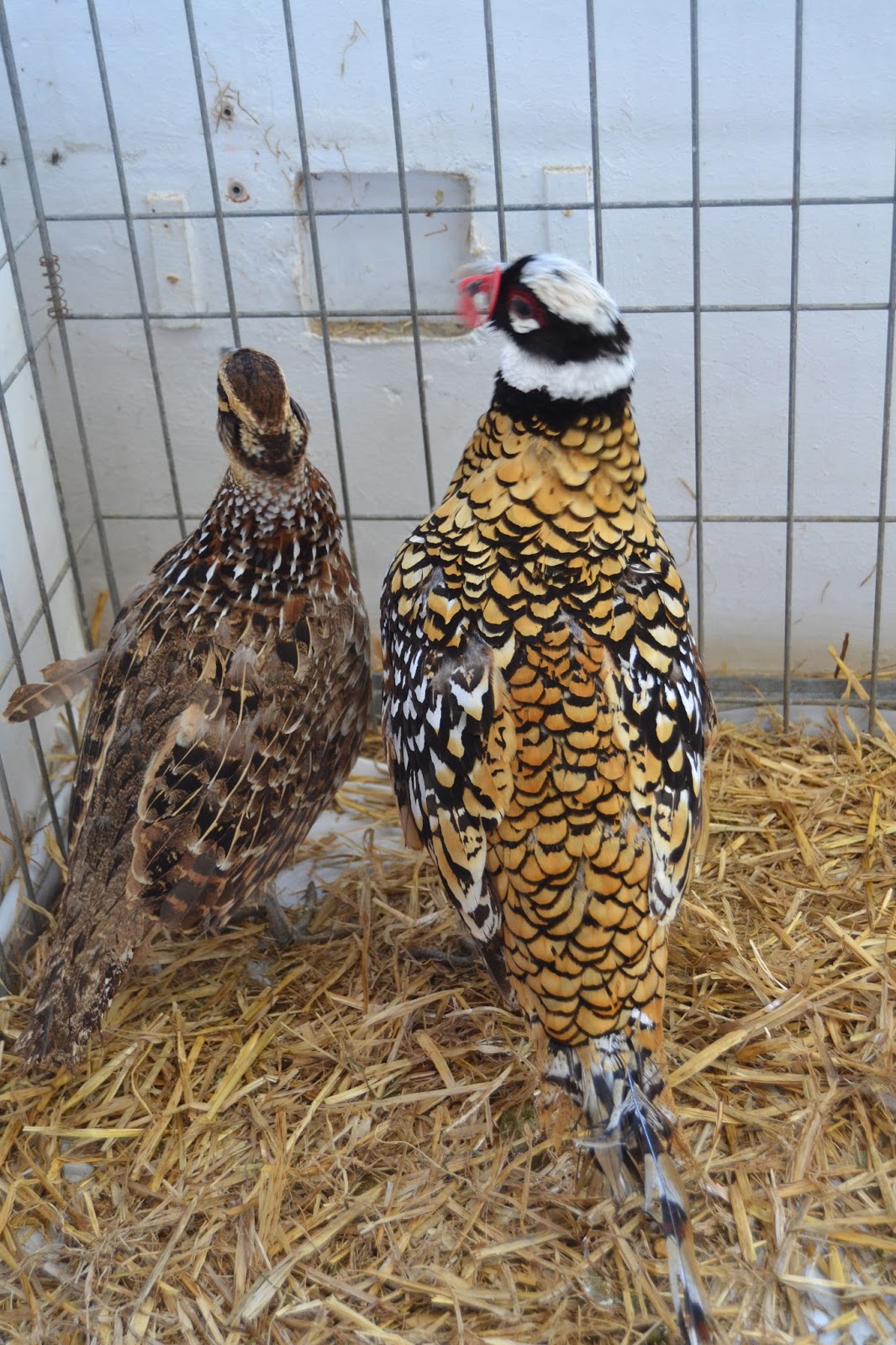 Santuario de aves: Faisán venerado