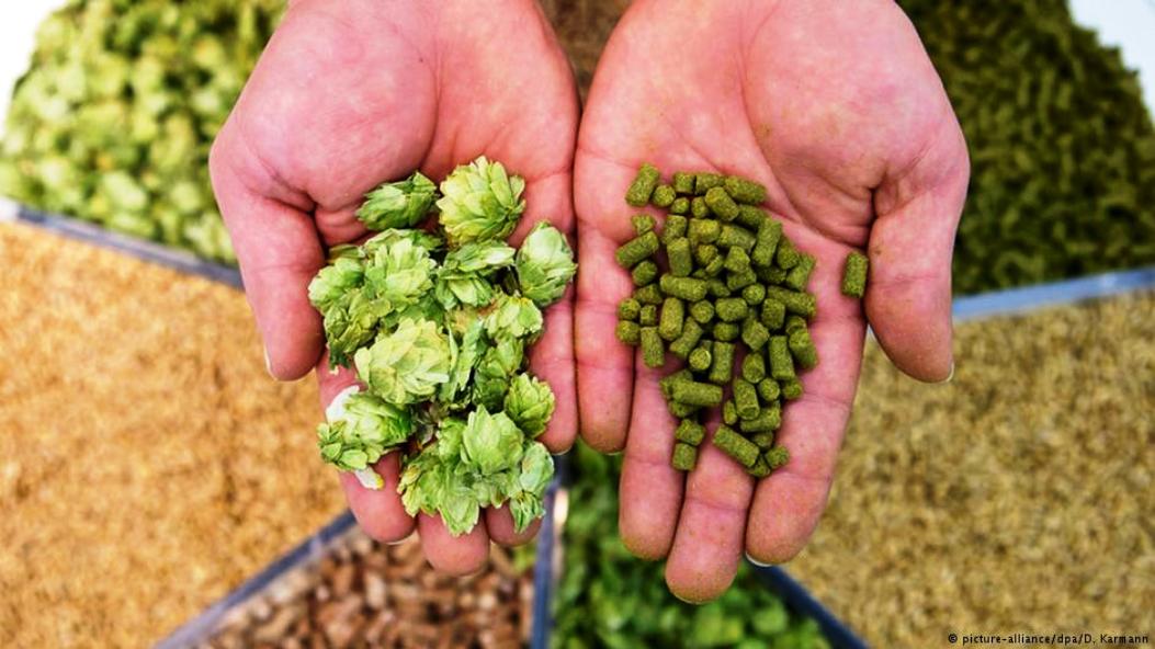 Cervezal: Guía de lúpulos para cerveza en base a estilo