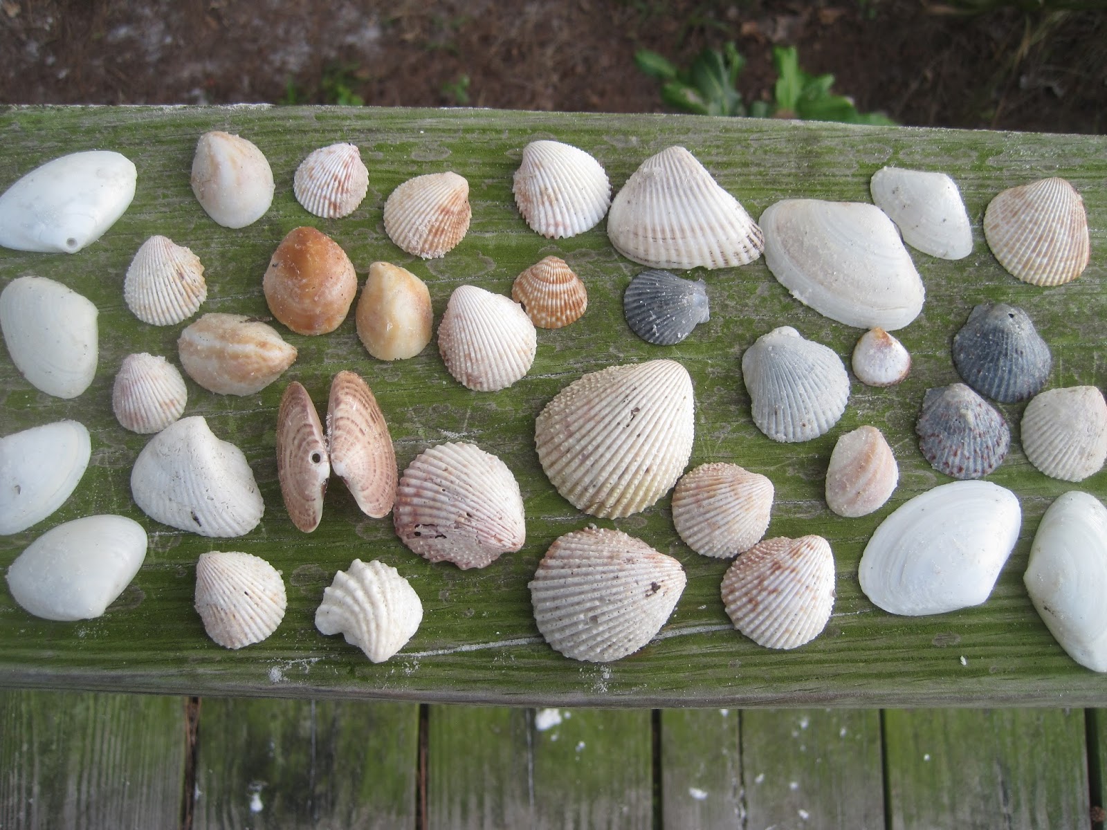 Boating with Sunset Delight: Florida: Anna Maria Island - shelling