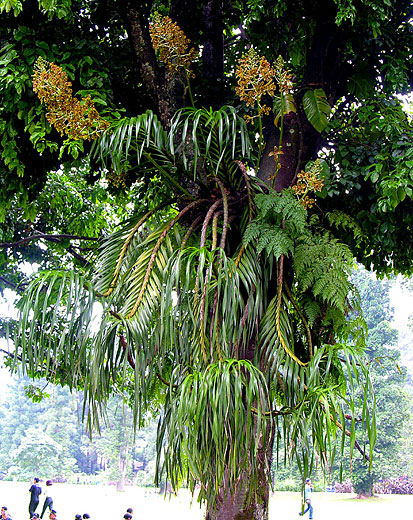 Orhideea - cum ingrijim si fapte interesante...