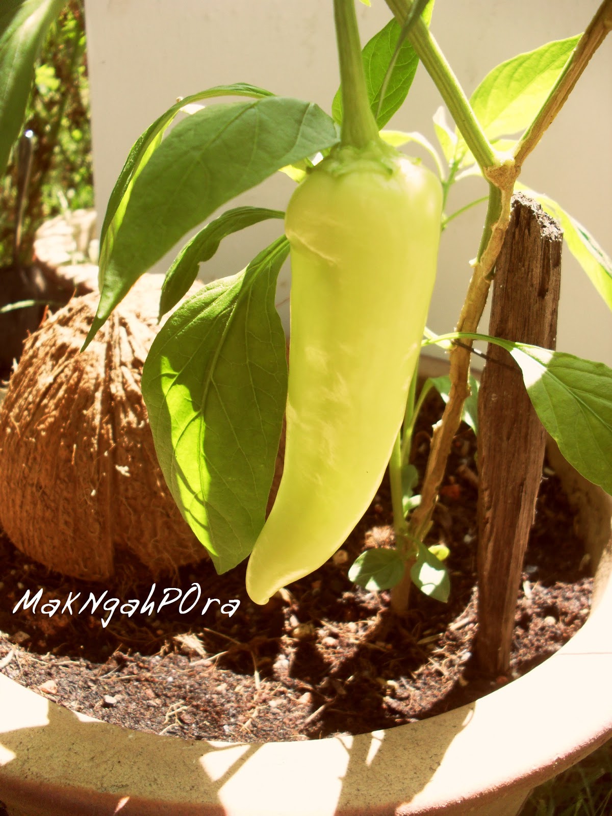 Mak Ngah Pora: Cabai solok lada