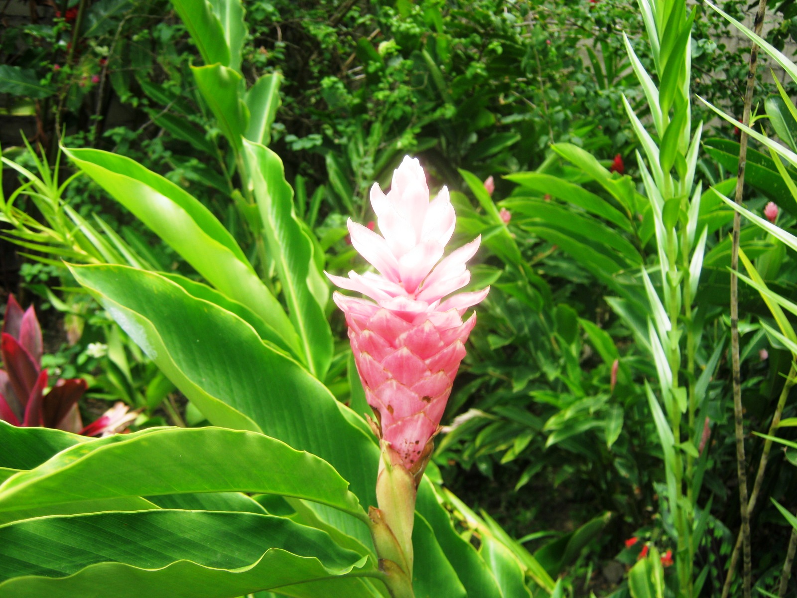 APUNTES - REVISTA DIGITAL DE ARQUITECTURA: Flores y plantas de la Selva ...