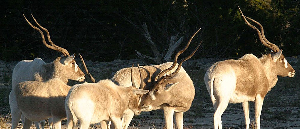THE WESTERNER: Texas hunting ranchers fight for right to save African ...